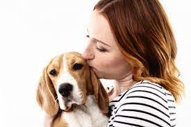 ℹ ¿Quieres un perro Beagle? ¡Lo que debes saber sobre ellos!